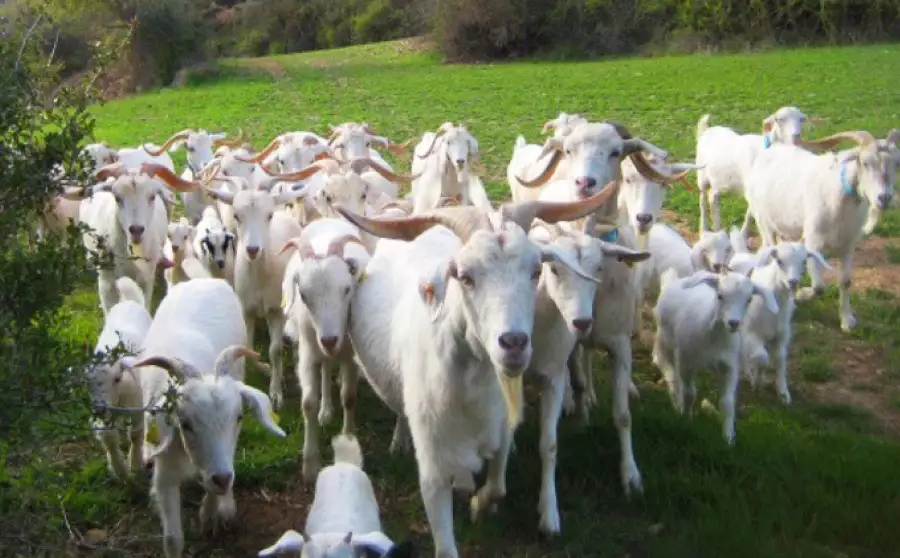 Gandesa y la recuperación de la Cabra Catalana